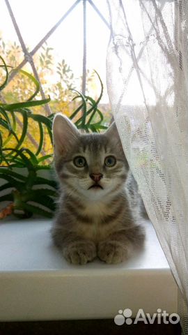 Красивый котёнок