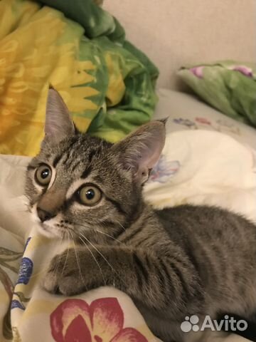 Котенок саванна(предположительно) мальчик
