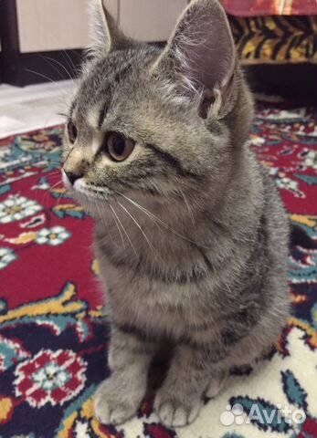 Кошка