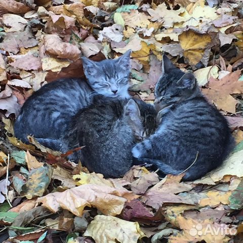 Красивые котята, 1,5-2 месяца
