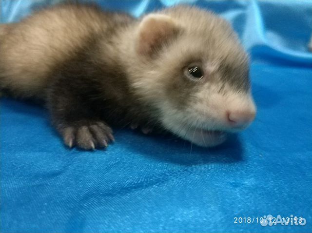 Хорьки