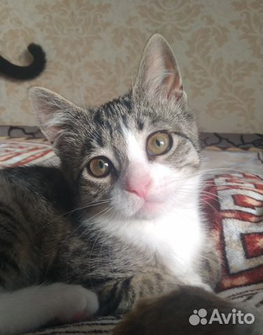 Серополосатая с белым девочка, котенок, 3 мес
