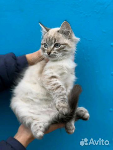 Кошечки - красавицы 3 месяца