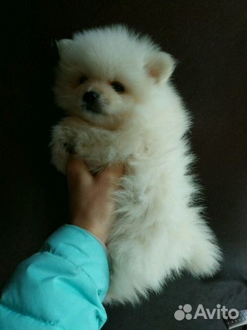 Шпиц померанец мишка мальчик