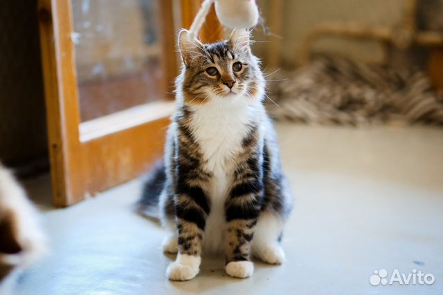 Котенок Димочка 6 мес
