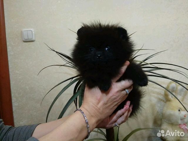 Милейший шпицик