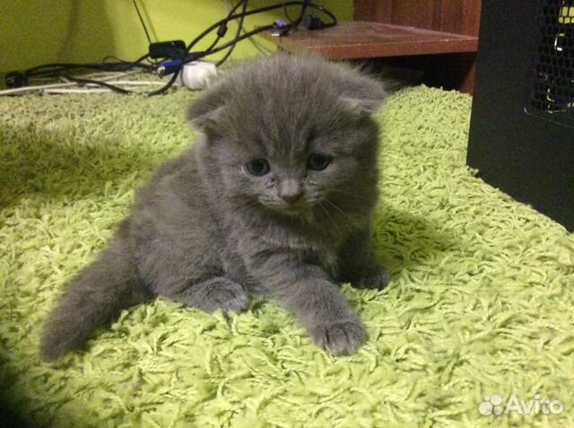 Британские котята