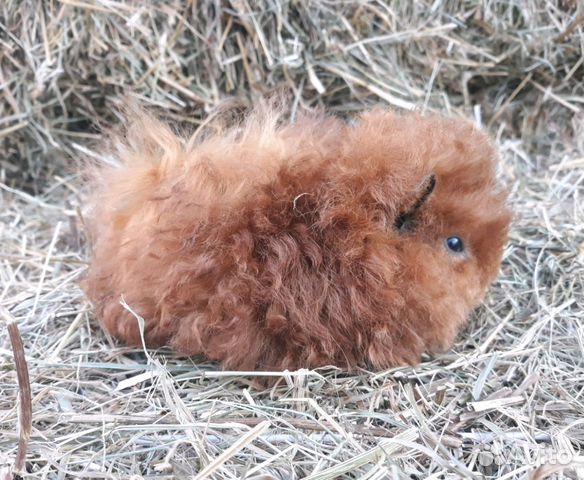 Морская свинка