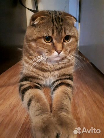 Вязка Шотландский скоттиш фолд
