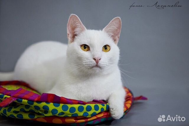 В добрые руки