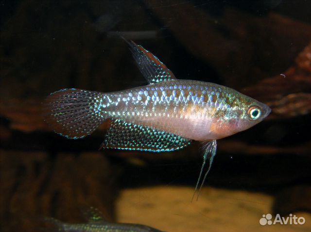 Карликовый гурами, меняю на растения