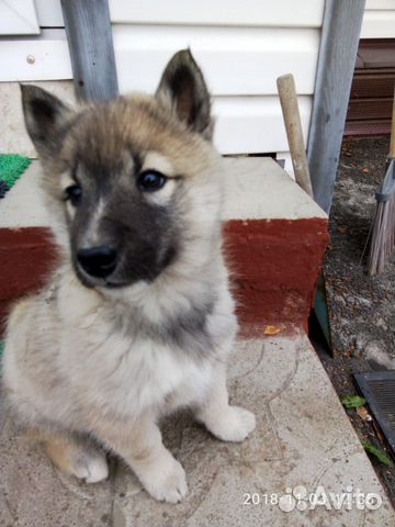 Продаются щенки западно-сибирской лайки
