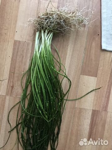 Кринум курчавый