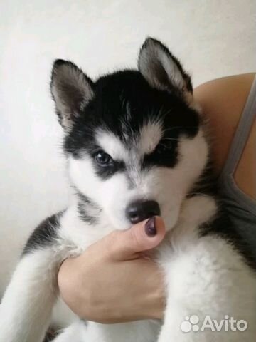 Сибирская хаски, мальченка