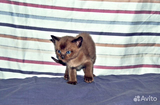 Бурманские котята. Европейская бурма