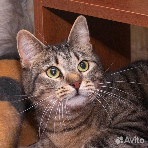 Полосатая, веселая кругленькая кошечка Барбариска