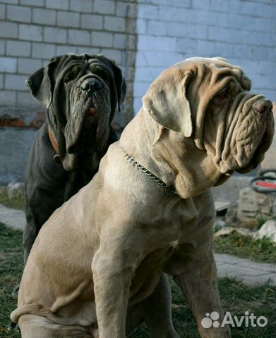 Кобель Мастино