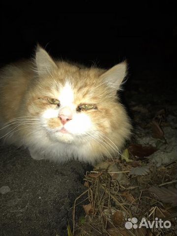 Рыжий с белым кот Платон ищет хозяев