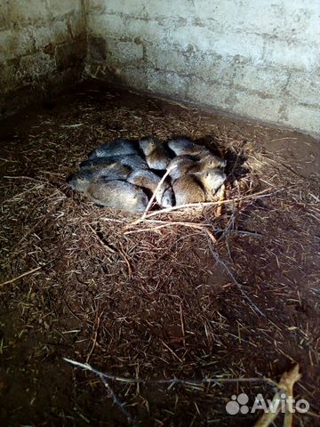 Нутрии на племя