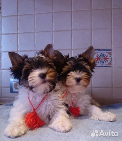 Мальчугашки двойняшки