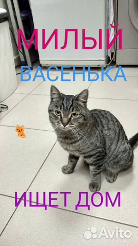 Настоящие красавцы ищут дом