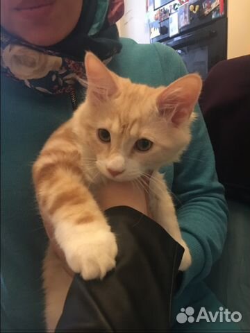 Котёнок курильский бобтейл