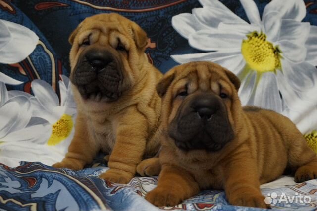 Продаются щенки