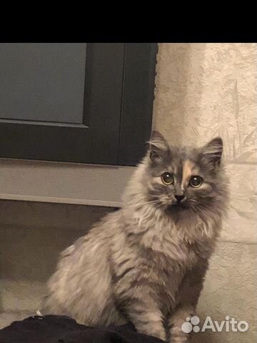 Домашняя кошка 11месяцев