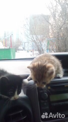 Красивые котята мать мышеловка