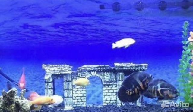 Грот декси атлантида аквадекор