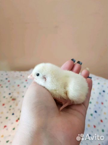 Цыпленок Кобб 500