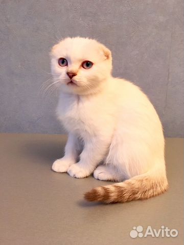 Шотландский вислоухий котёнок