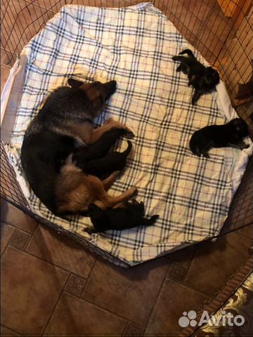 Чистокровные немецкие овчарки 1,5 мес