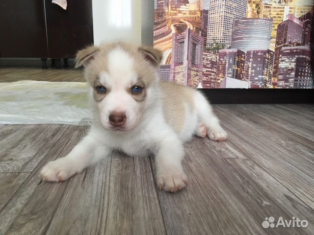 Щенки Сибирской Хаски