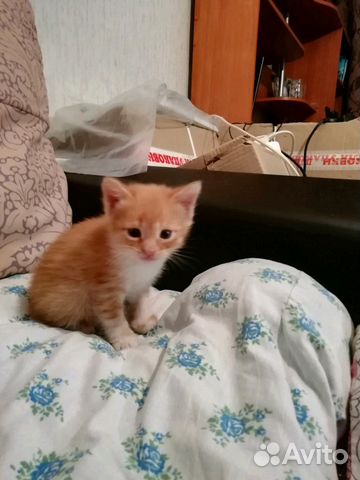 Котята (чёрный с пятнами, вислоухий и обычный рыжи