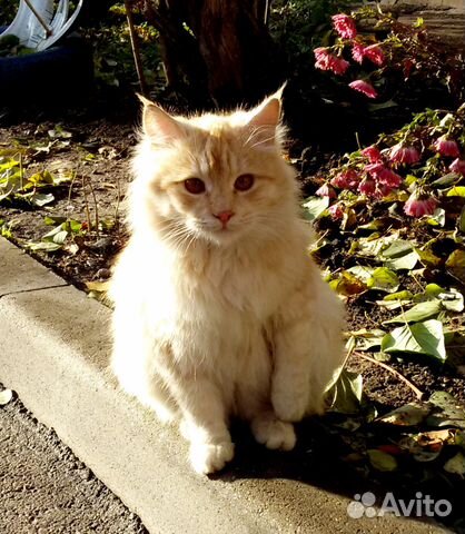 Умных котят от сибирской кошки - в добрые руки