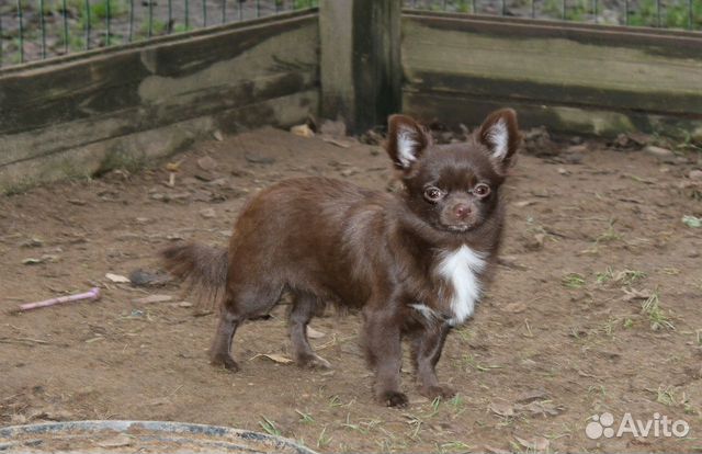 Щенки чихуахуа