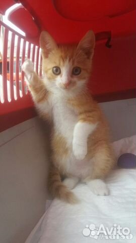 5 месяцев стерилизована, Муся