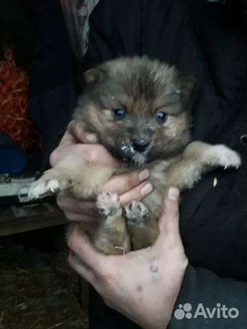 Щенки. Западно-сибирская + Карело-финская лайки