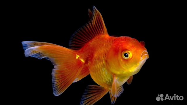 Продам золотых рыбок