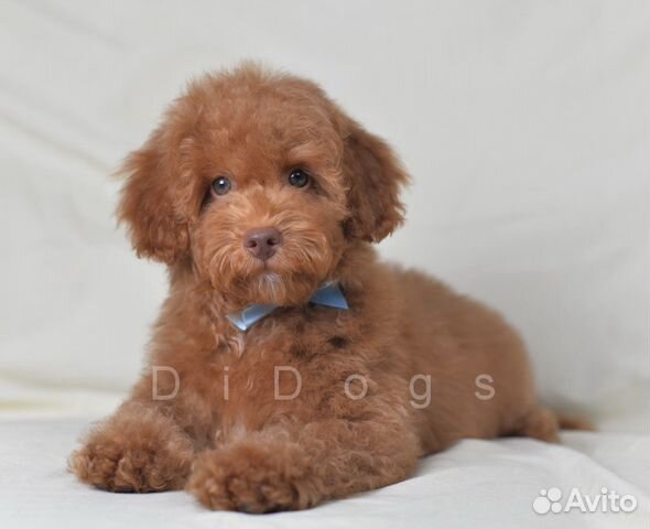 Чудесный мальчик кокапу, Чарли ждет хозяев