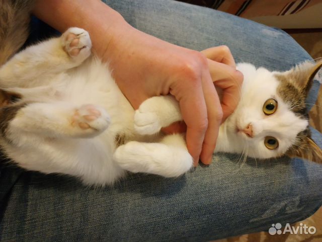 Классный котенок ищет хозяев