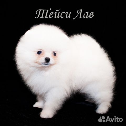 Мальчишка - белый померанец