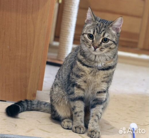 Котёнок Кристи 7 мес, в добрые руки