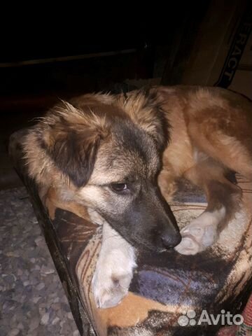 Ищу старого или нового хозяина