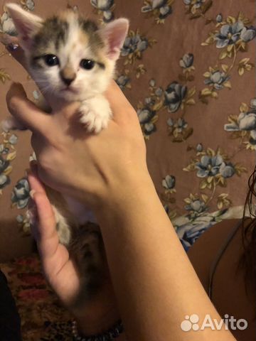 Милейшие киски