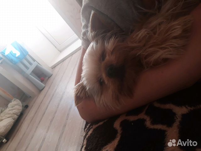 Отдам в хорошие руки девочка Йорк