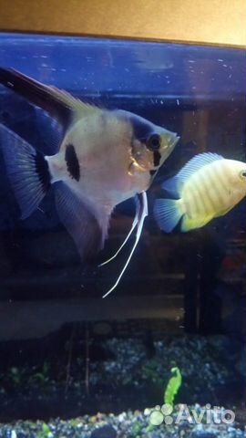 Продаю рыбок скалярию и северум