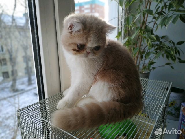 Котенок экзот