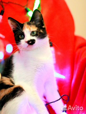 Маргоша ищет дом